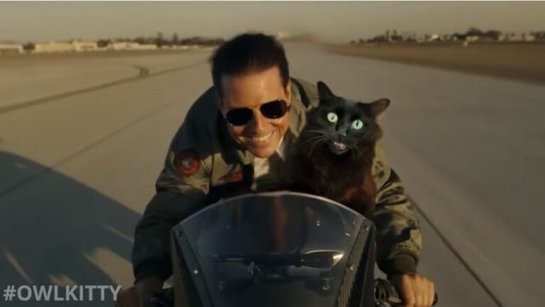 黒猫リジーちゃんが米海軍パイロットに！OwlKittyのパロディ映画『トップガン マーヴェリック』 - ねこねこNEWS